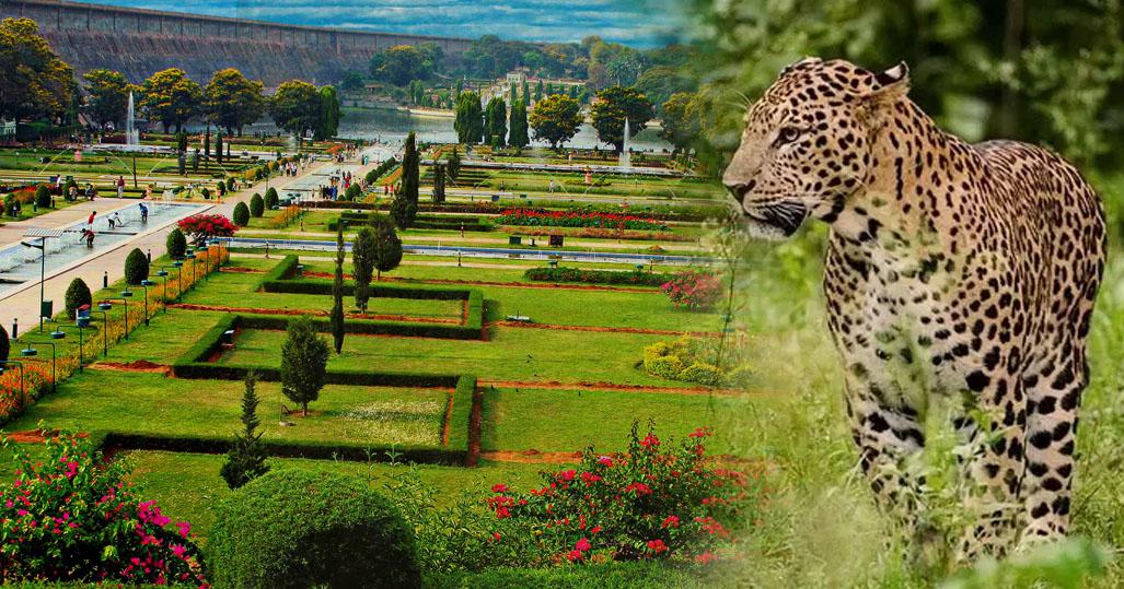 മൈസൂരുവില്‍ പുള്ളിപ്പുലിയിറങ്ങി; വൃന്ദാവന്‍ ഉദ്യാനം അനിശ്ചിതമായി അടച്ചു ...